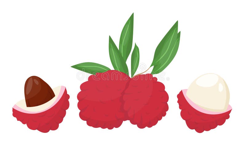 A Set of Lychee Icons in Cartoon Flat Style.lychee Fruit in the Section ...