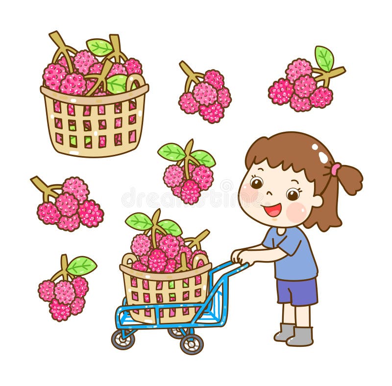 Set Lychee Tree on Background Vector. Stock Illustration - Illustration ...