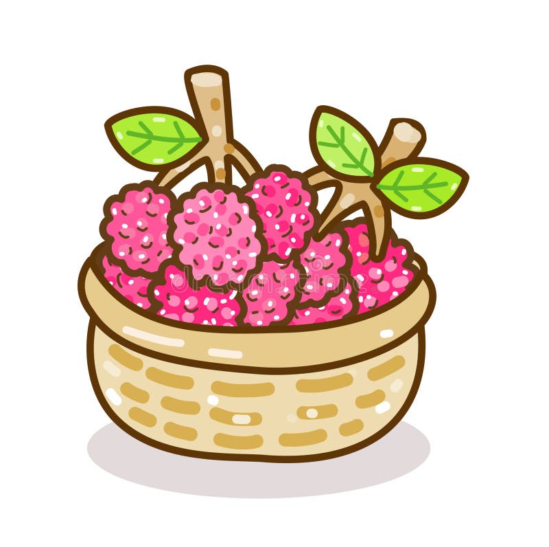 Set Lychee on White Background. Stock Illustration - Illustration of ...