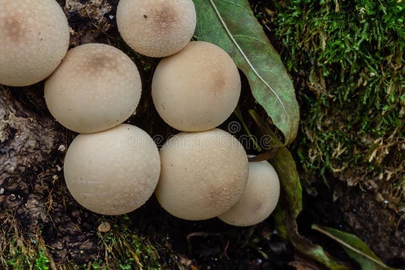 Lycoperdon Perlatum is the Type Species of the Genus Lycoperdon. Stock ...