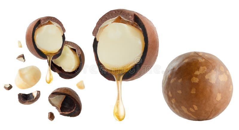 Set of Macadamia Nuts and Oil Dripping, Isolated on White Background ...