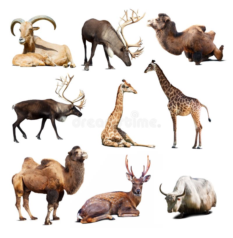 Set of Mammal Animals Over White Background with Shadows Stock Photo ...