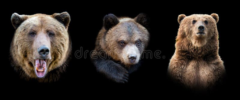 Set of Many Bear. Wildlife Animal on Black Background Stock Image ...