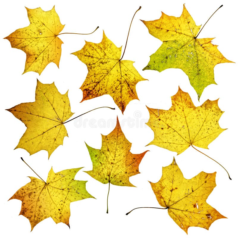 Set of Many Colorful Autumn Fall Maple Leaves, Isolated on White ...
