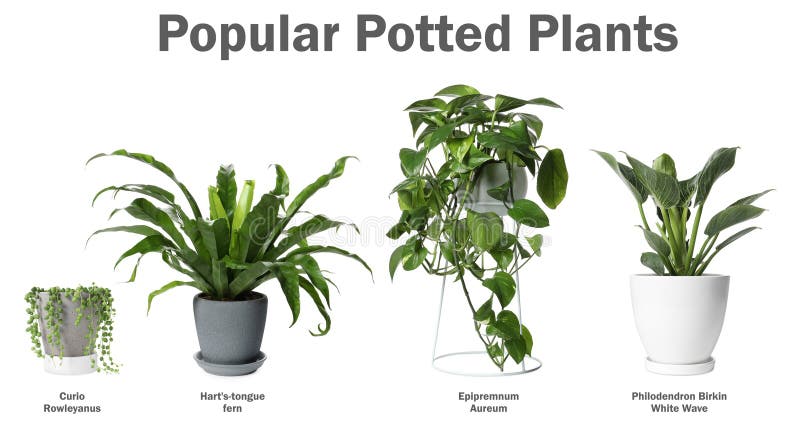 Set of Many Different Popular Potted Plants with Names on White ...