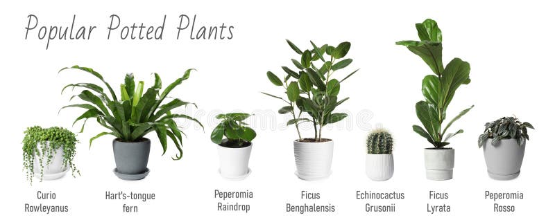 Set of Many Different Popular Potted Plants with Names on White Stock ...