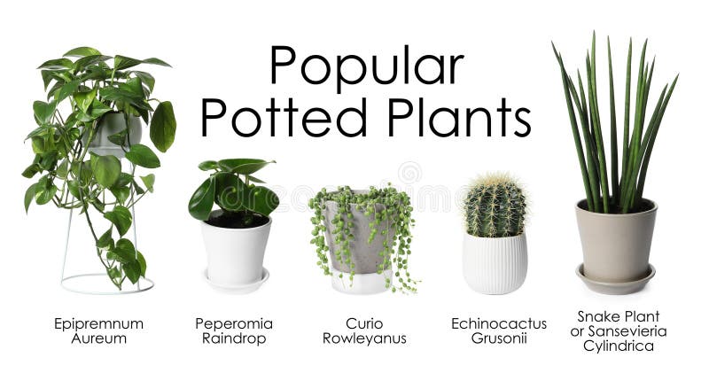 Set of Many Different Popular Potted Plants with Names on White ...