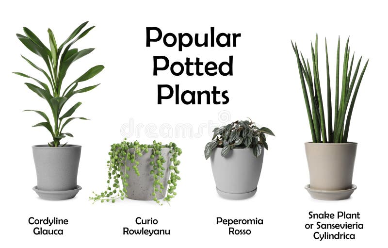 Set of Many Different Popular Potted Plants with Names on White ...