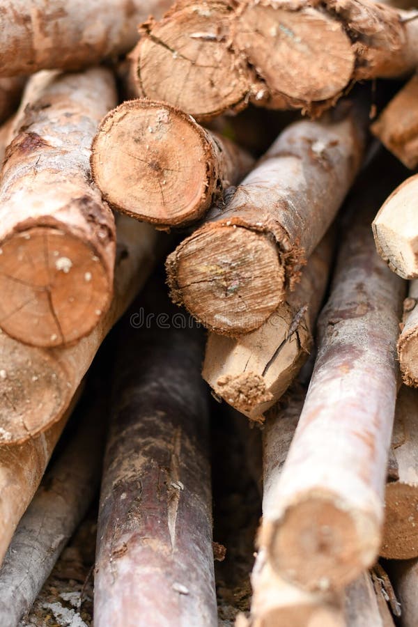 Set of many log woods stock photo. Image of circle, nature - 143118040