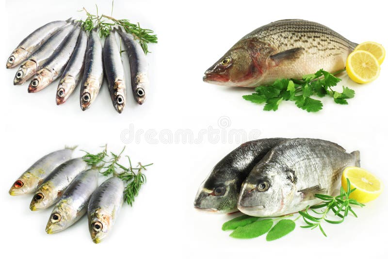 A set of marine fish stock photo. Image of healthy, scales - 22014548