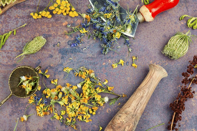 Medicinal and Healing Herbs Stock Image - Image of naturopathy ...