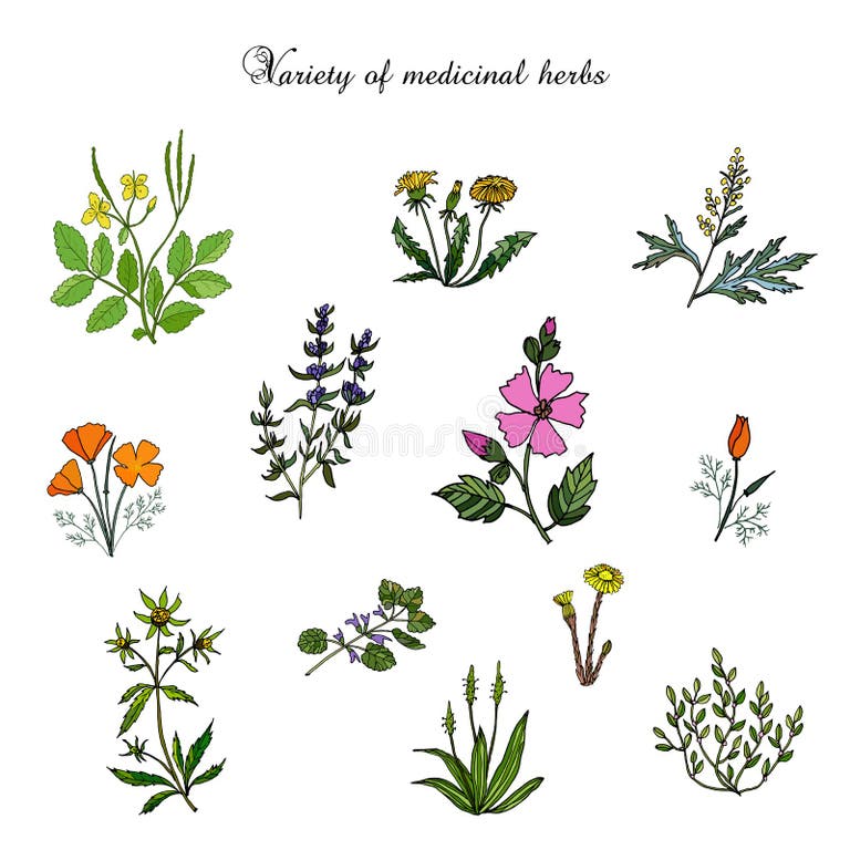 Set of medicinal plants stock vector. Illustration of medicine - 73049353