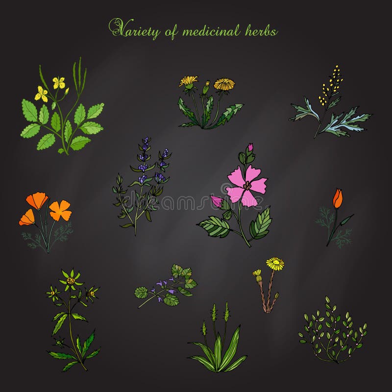 Set of medicinal plants stock vector. Illustration of botanical - 73049992