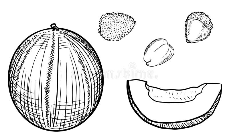 Set of Melon and Lychee Isolated, Slice. Sketch, Line Art Stock ...