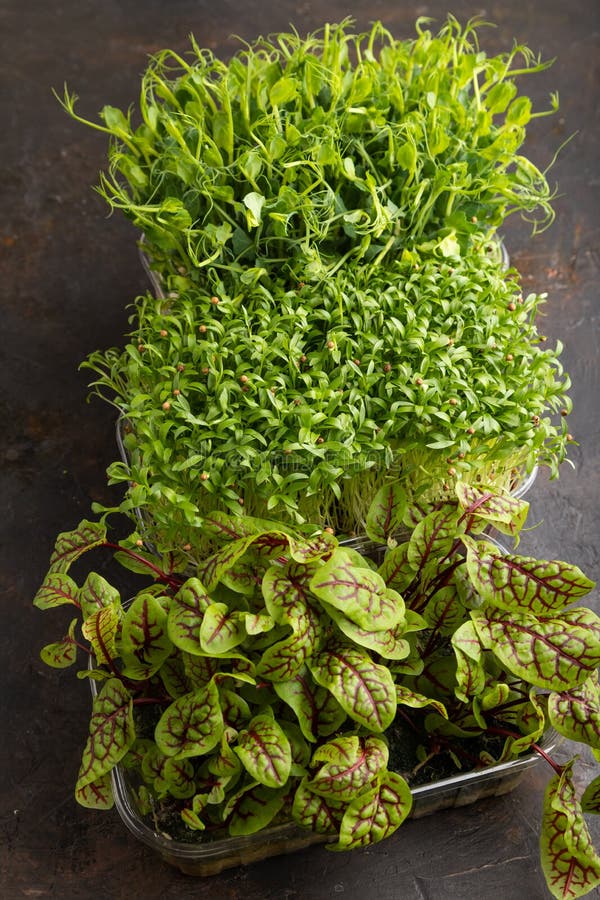 Set of Microgreen Sprouts of Sorrel, Pea, Cilantro on Black Concrete ...