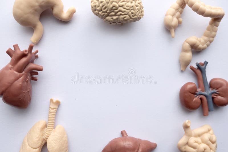 Replica of Human Body Organs Stock Image - Image of human, lifestyle ...