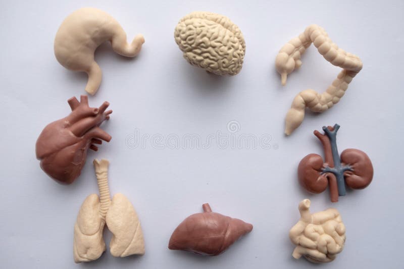 Cancer Liver Small Intestines Rare Stock Photos - Free & Royalty-Free ...