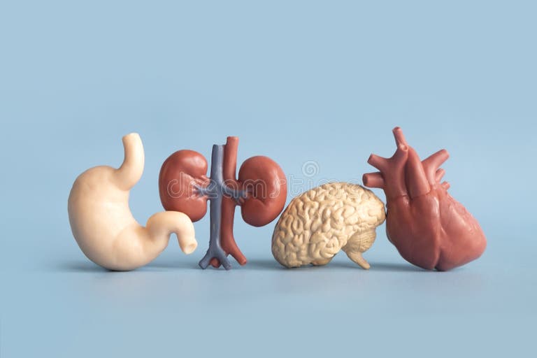 Set of Miniature Toy Human Organs on Light Blue Background Stock Photo ...