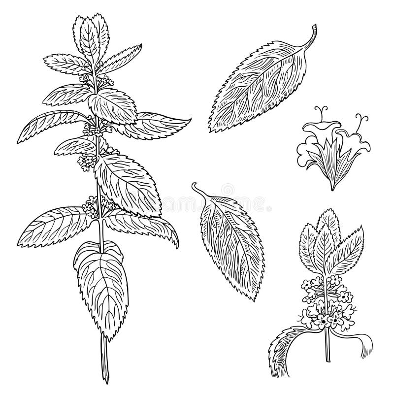 Set of Mint Leaves and Plants. Hand Drawing Stock Vector - Illustration ...