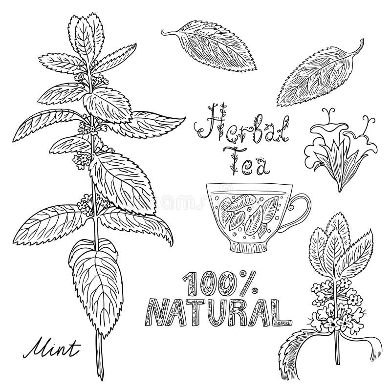 Set of Mint Leaves and Plants. Hand Drawing Stock Vector - Illustration ...