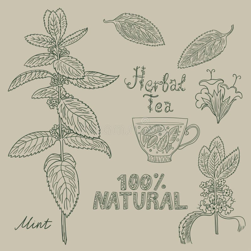 Set of Mint Leaves and Plants. Hand Drawing Stock Vector - Illustration ...
