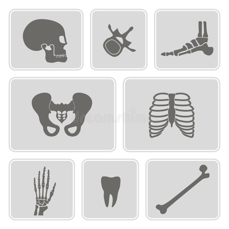 Set of Monochrome Icons with Human Bones Stock Vector - Illustration of ...