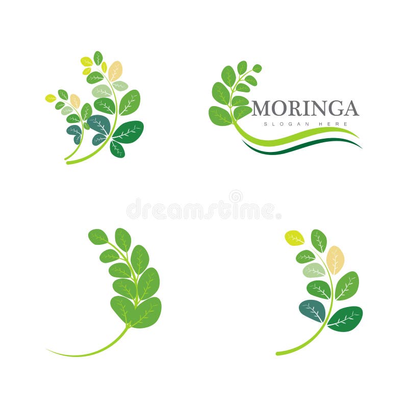 Set Moringa Leaf Logo Template Stock Illustration - Illustration of ...