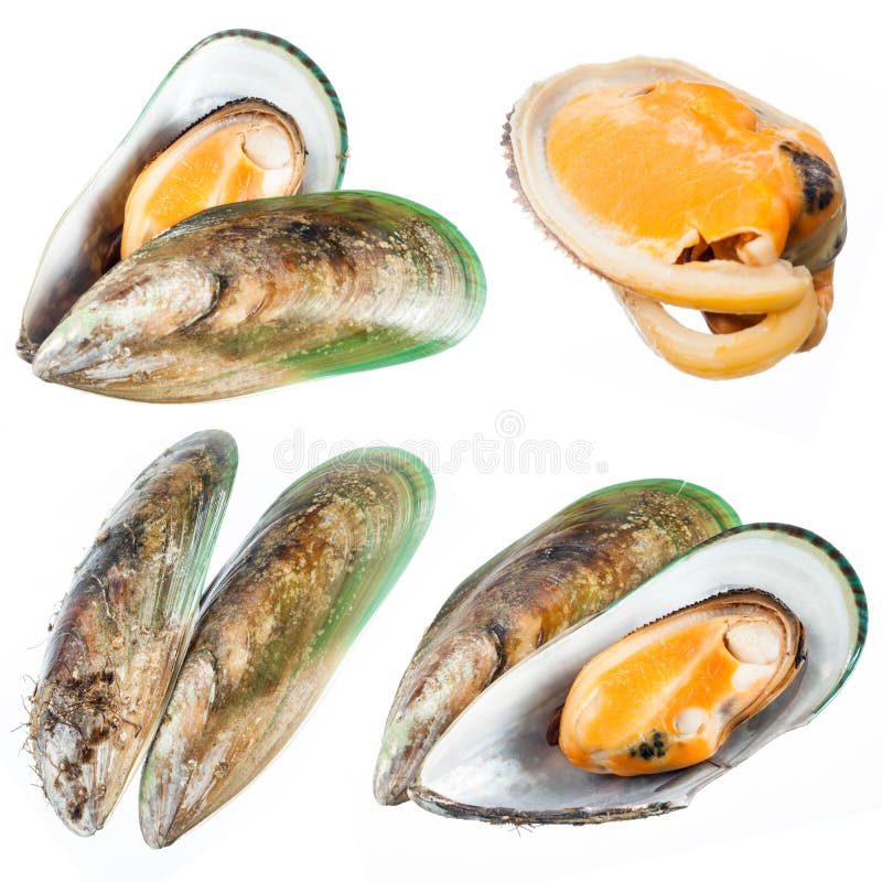Mussel isolated on white stock image. Image of food, bivalve - 68670177