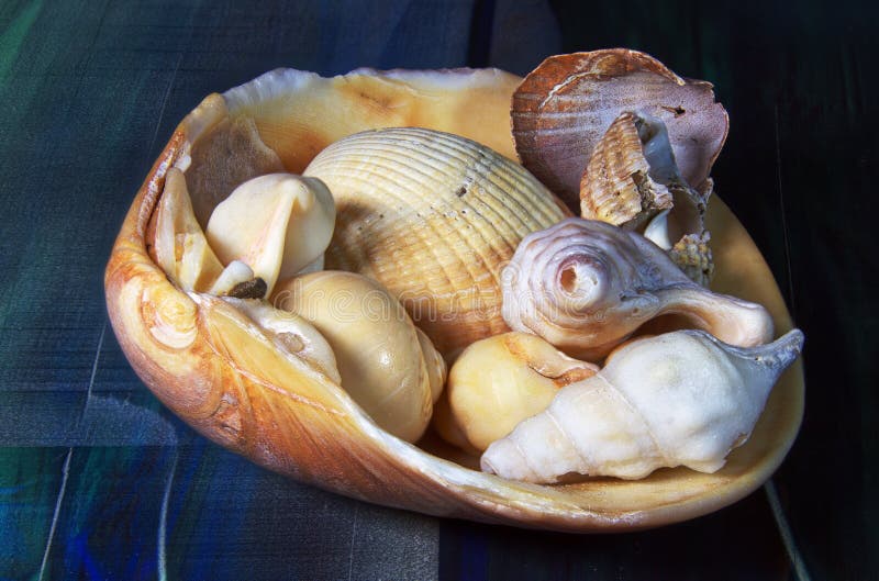 232 Mussels Types Stock Photos - Free & Royalty-Free Stock Photos from ...