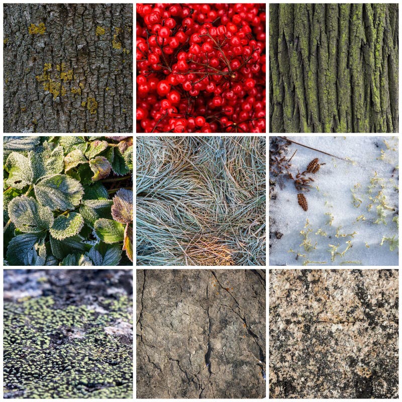 Set of Natural Textures. Nature Objects Close-up Stock Image - Image of ...