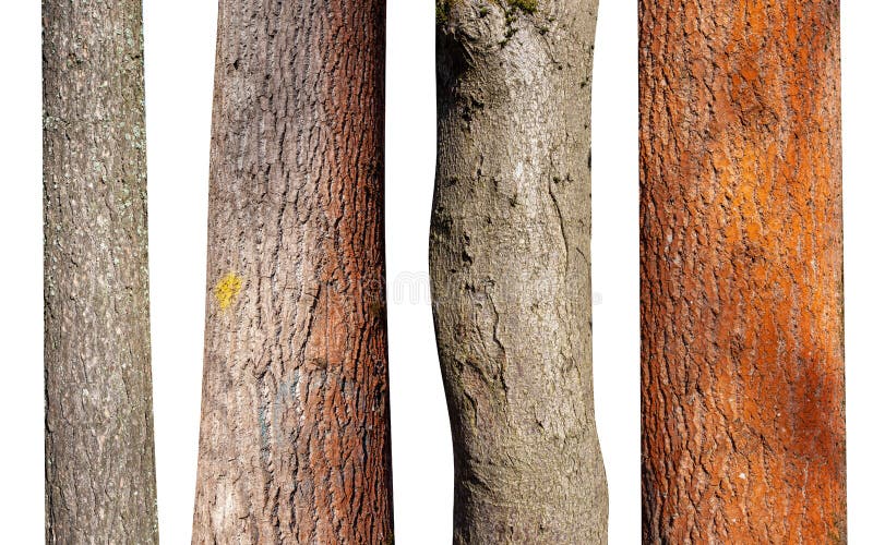 Set of Natural Tree Trunks Isolated on White Background Stock Image ...