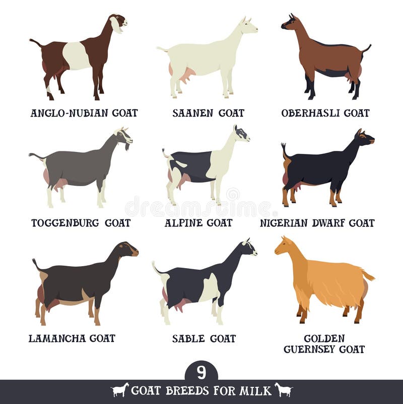 Set of Nine Breeds of Domestic Goats Flat Vector Illustrations Isolated ...
