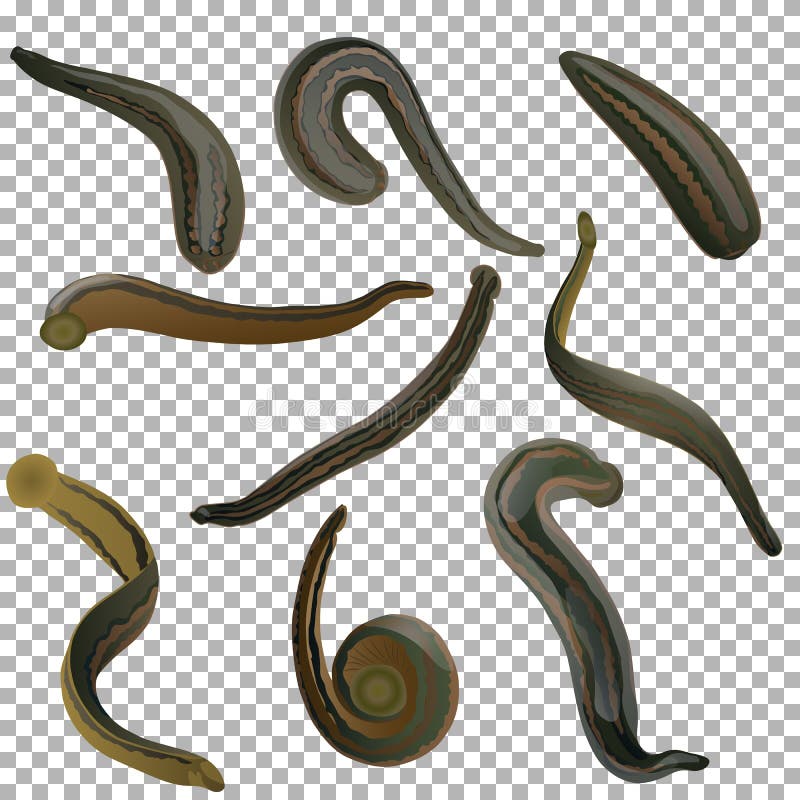 Leech Medical Logo. Hirudotherapy Treatment. Stock Vector ...