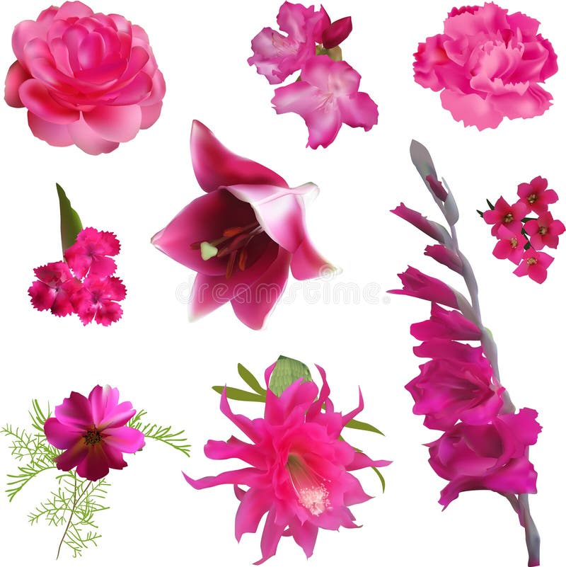 Set of Nine Pink Flowers Isolated on White Stock Illustration ...