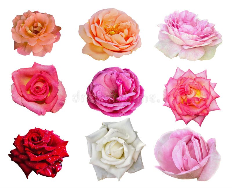 Set of nine roses isolate stock image. Image of pink - 264975563