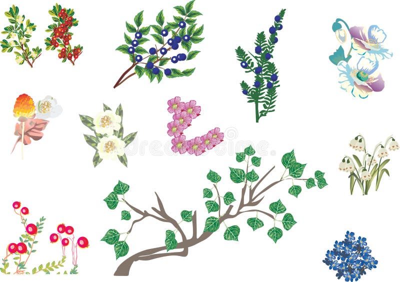 Arctic Flowers Clipart