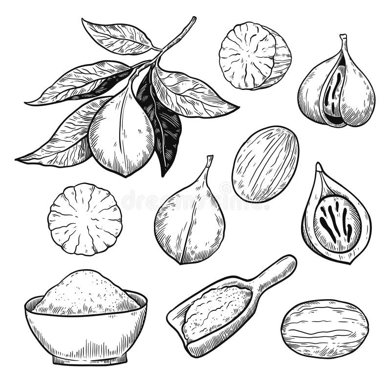 Set of Nutmeg Plant and Nuts. Black and White Hand-drawn Illustration ...