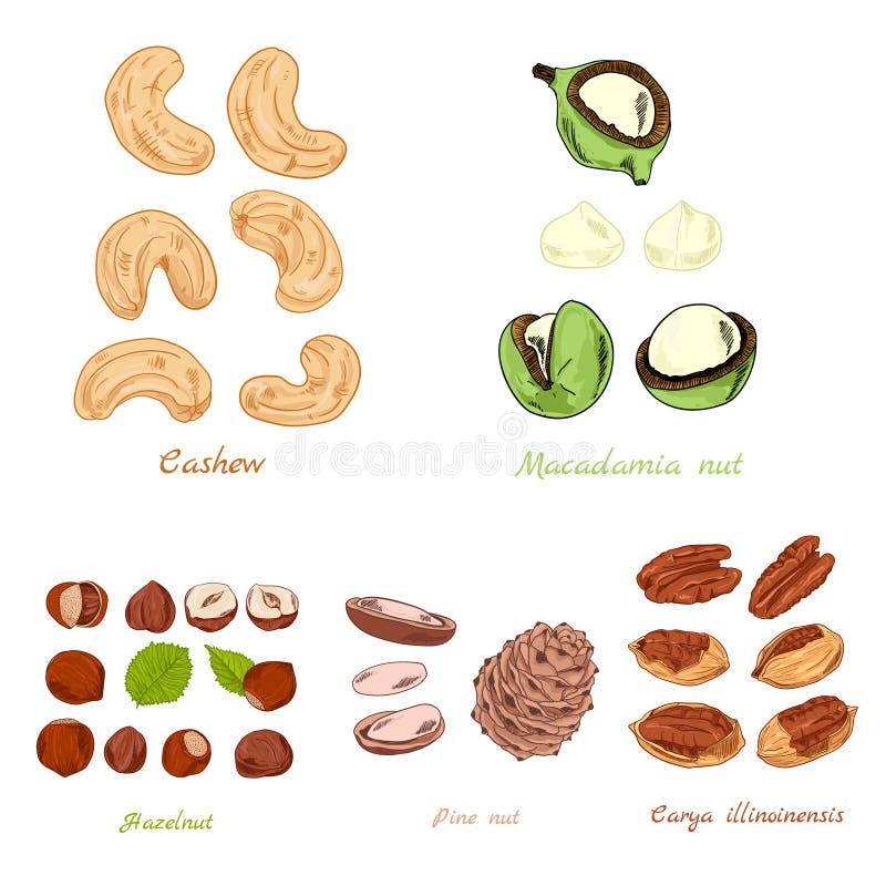 Set of Nuts Color Hand-draw Stock Vector - Illustration of natural ...