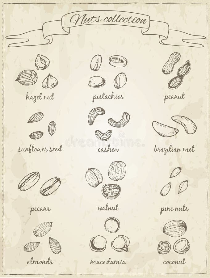 Set of Nuts on a Dark Background. Sketches Stock Illustration ...