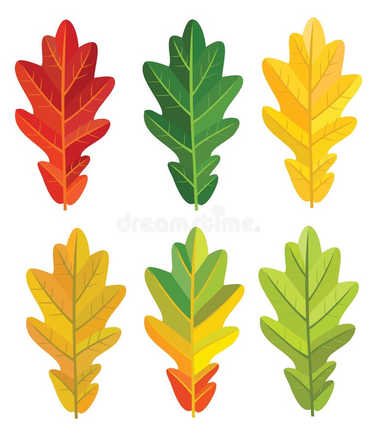 Set of Oak Leaves. Vector Illustration. Stock Illustration - Illustration of green, brown: 97375263