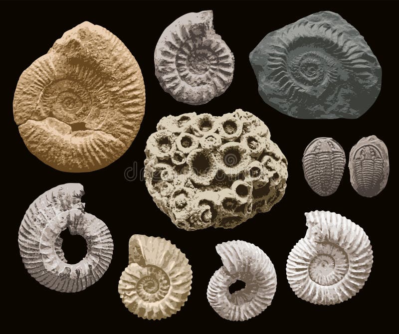 Set Objects Sea Stone with Shells of Ancient Ammonite Stock Vector ...