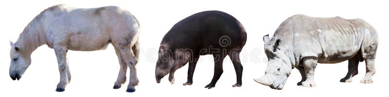 Set of Odd-toed ungulate stock photo. Image of terrestris - 74240584