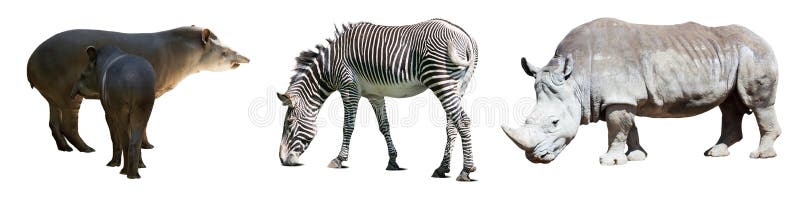 Set of Odd-toed Ungulate Animals Stock Image - Image of rhino, simum ...