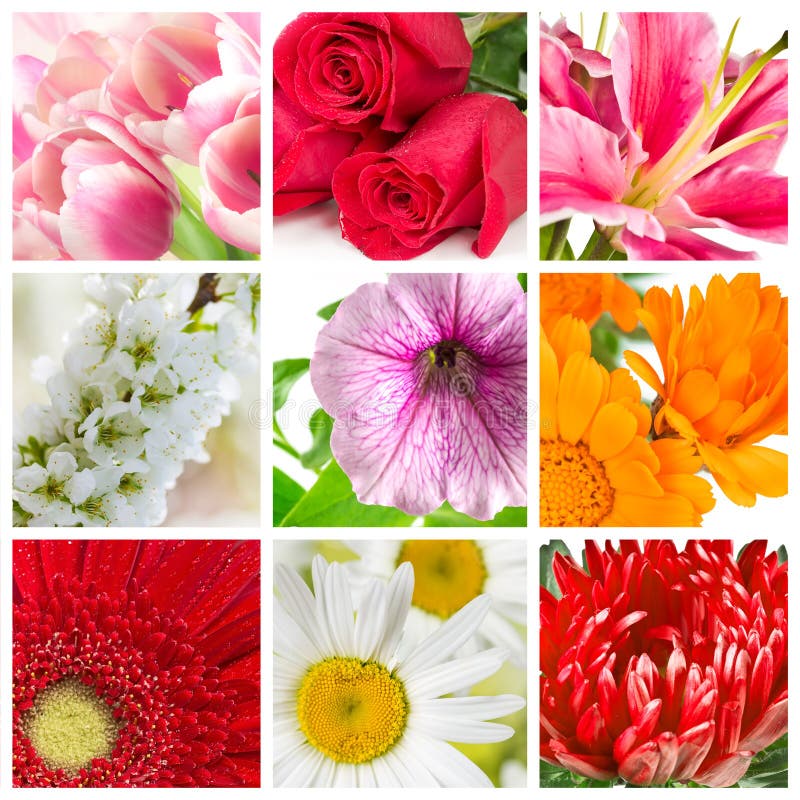 Pink flowers collage stock photo. Image of collage, hollyhock - 19150122