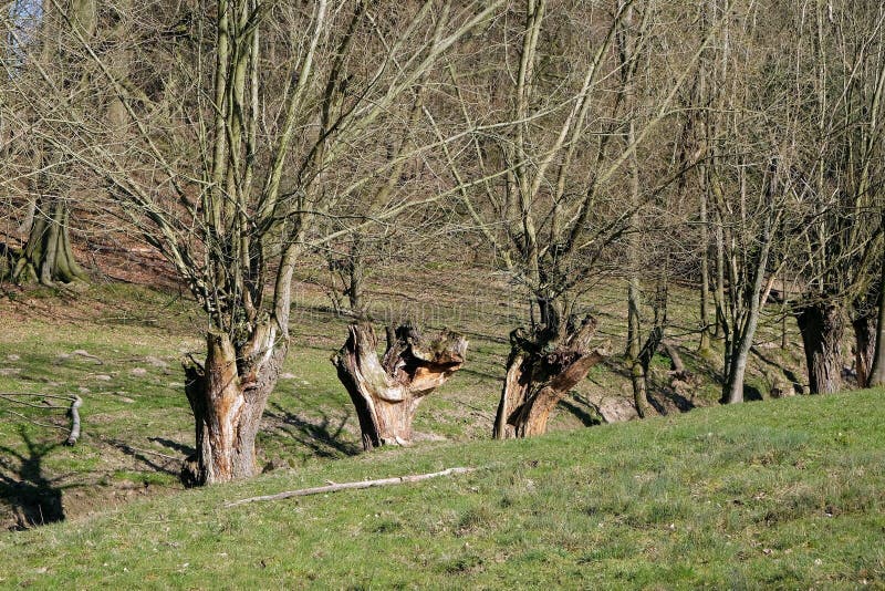 Set of Old Dry Trees in a Field in a Rural Area Stock Photo - Image of ...
