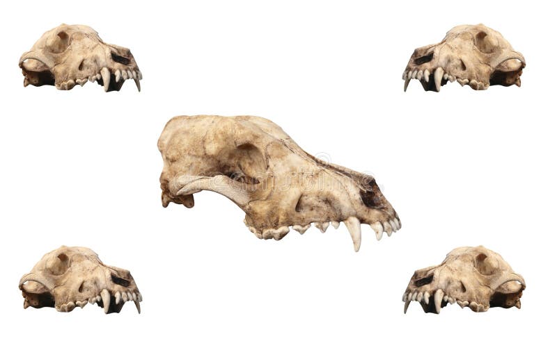 A set of old skull stock photo. Image of skeleton, ancient - 23214532