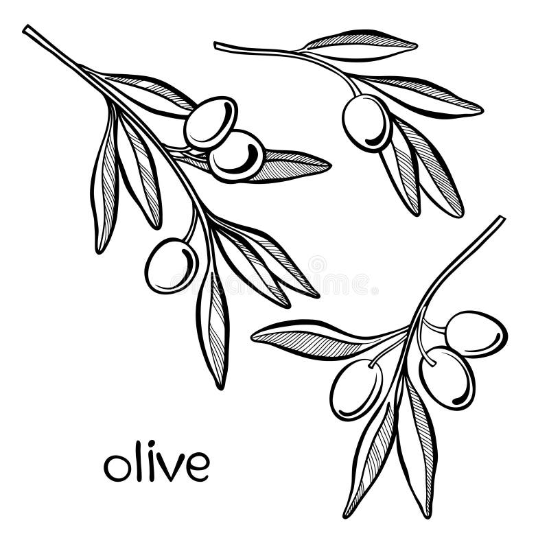 Hand drawn olive branch. stock vector. Illustration of crop - 32305322 Hand drawn olive branch. stock vector. Illustration of crop - 32305322