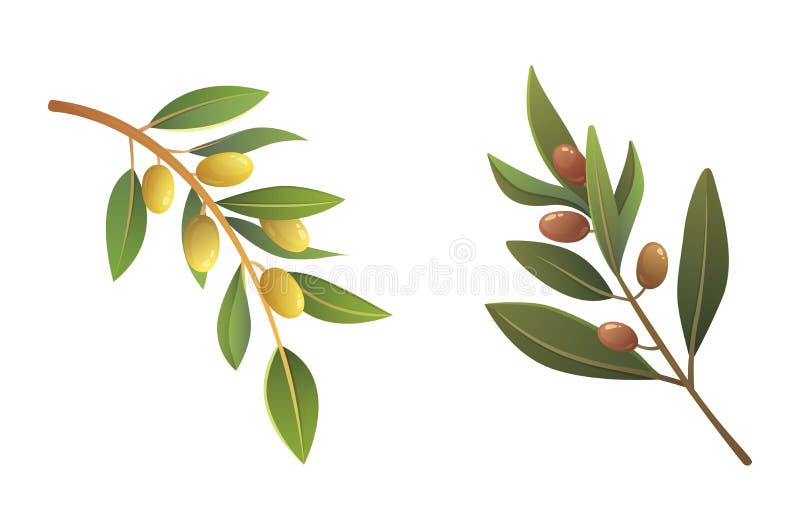 Set Olives Fruit. Olive Tree Branch Vector Illustration in Cartoon ...