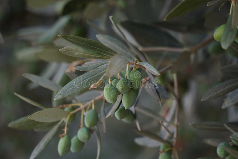 Set of Olives or Green Olives at the Beginning of Their Fruit Set on ...