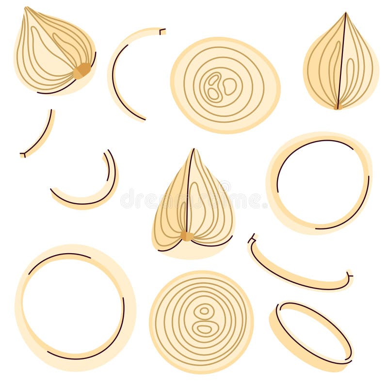 Set of Onion Slices and Chopped Onions Bulbs in Vector Style. Hand ...